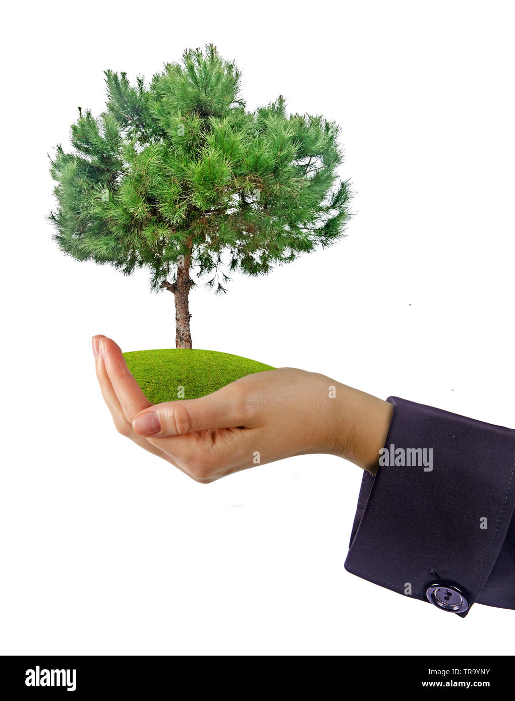 pine tree in hand Stock Photo - Alamy