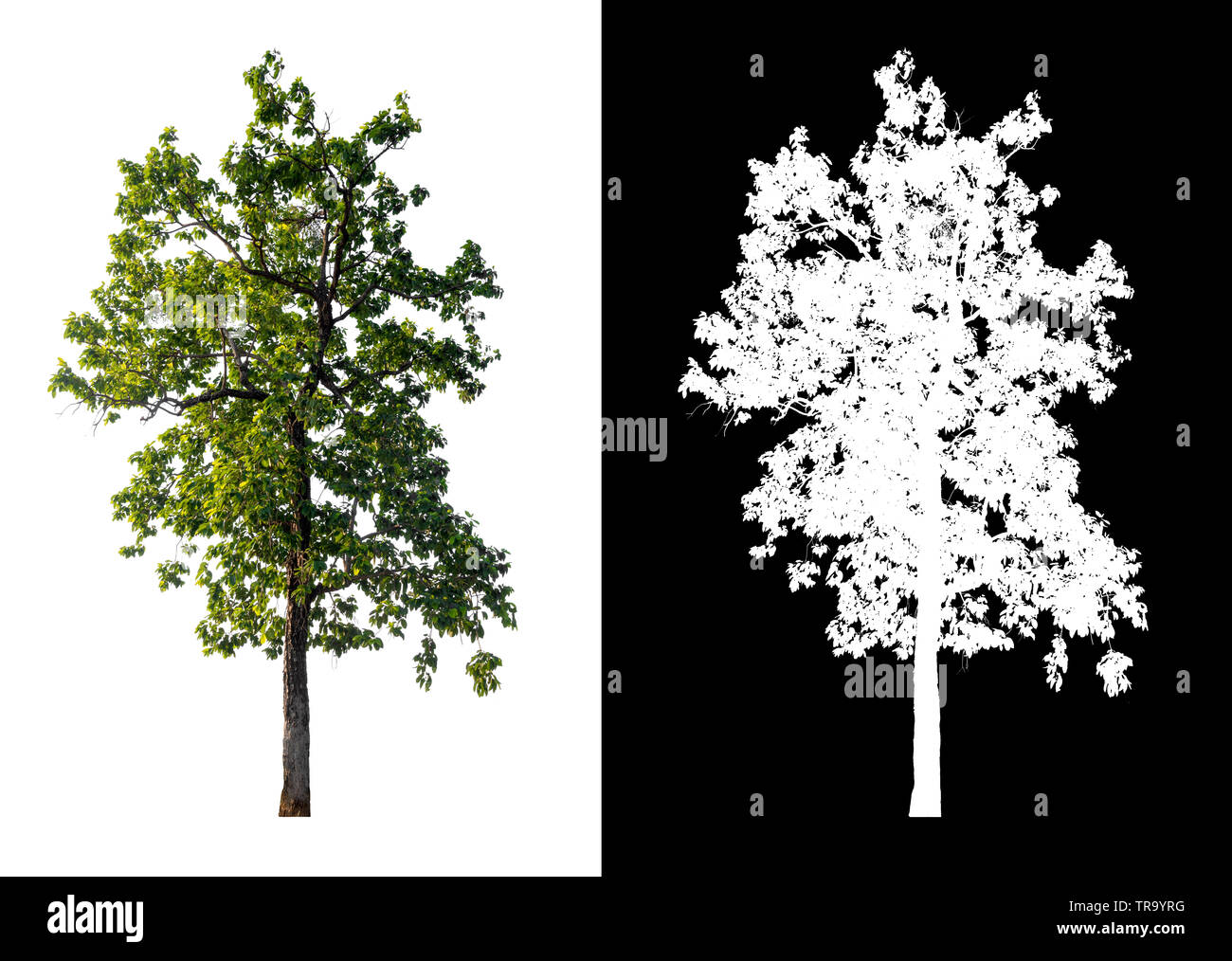 single tree with clipping path and alpha channel Stock Photo - Alamy
