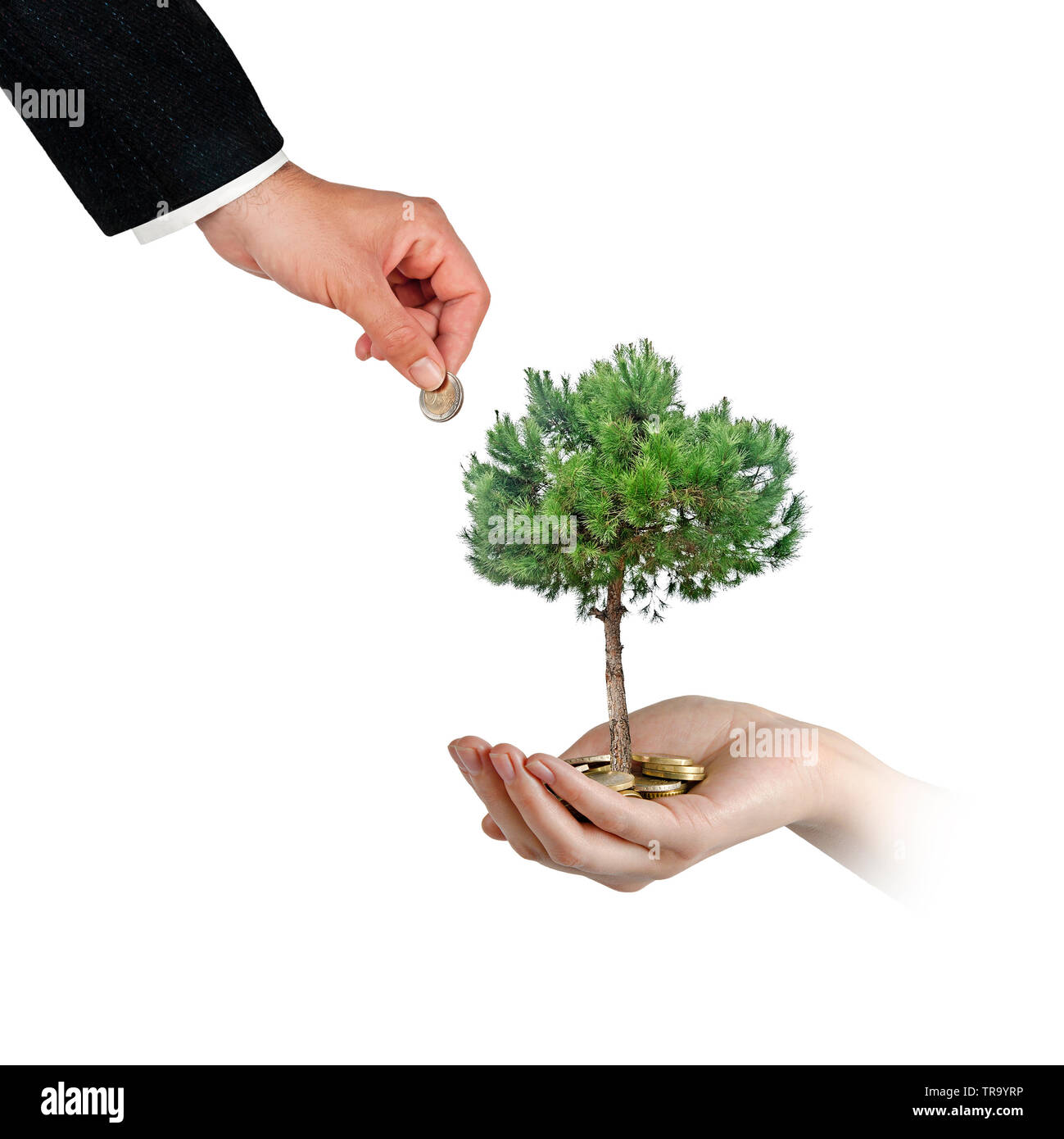tree growing from pile of coins Stock Photo - Alamy