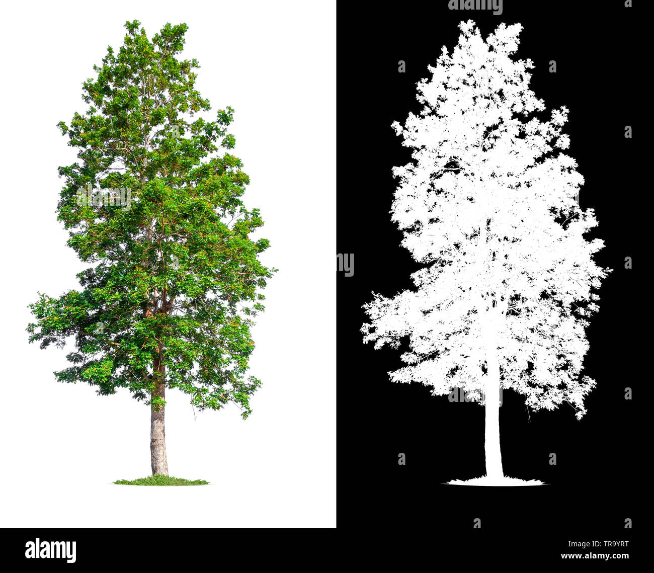 single tree with clipping path and alpha channel Stock Photo - Alamy