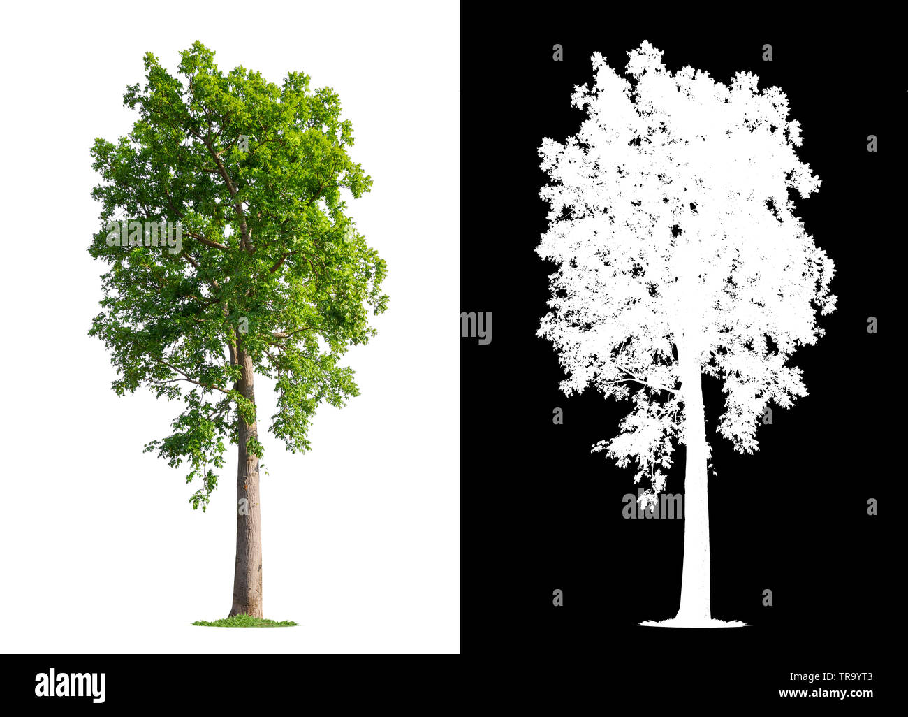 single tree with clipping path and alpha channel Stock Photo - Alamy