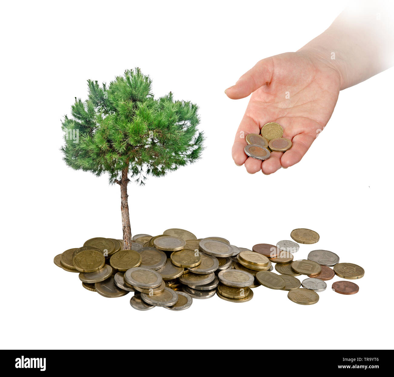 tree growing from pile of coins Stock Photo - Alamy