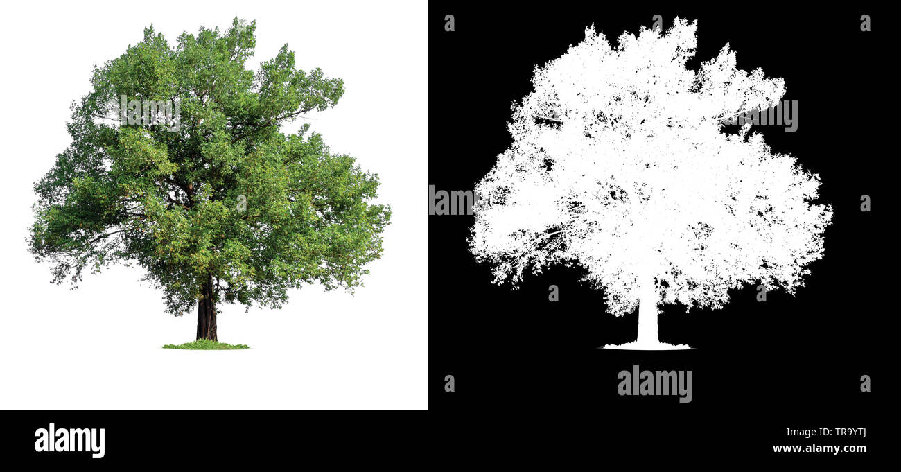 single tree with clipping path and alpha channel Stock Photo - Alamy