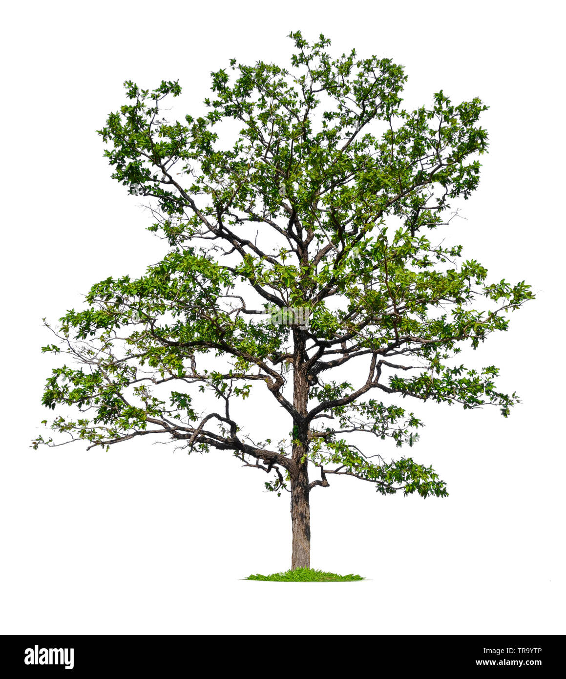 isolated single tree on white background with clipping path Stock Photo ...