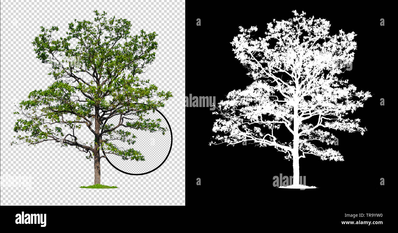 single tree with clipping path and alpha channel Stock Photo - Alamy