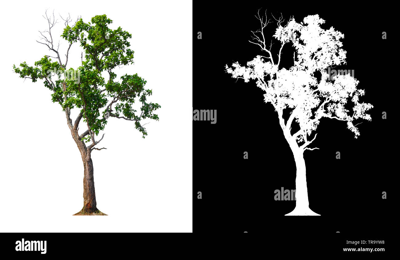 single tree with clipping path and alpha channel Stock Photo - Alamy
