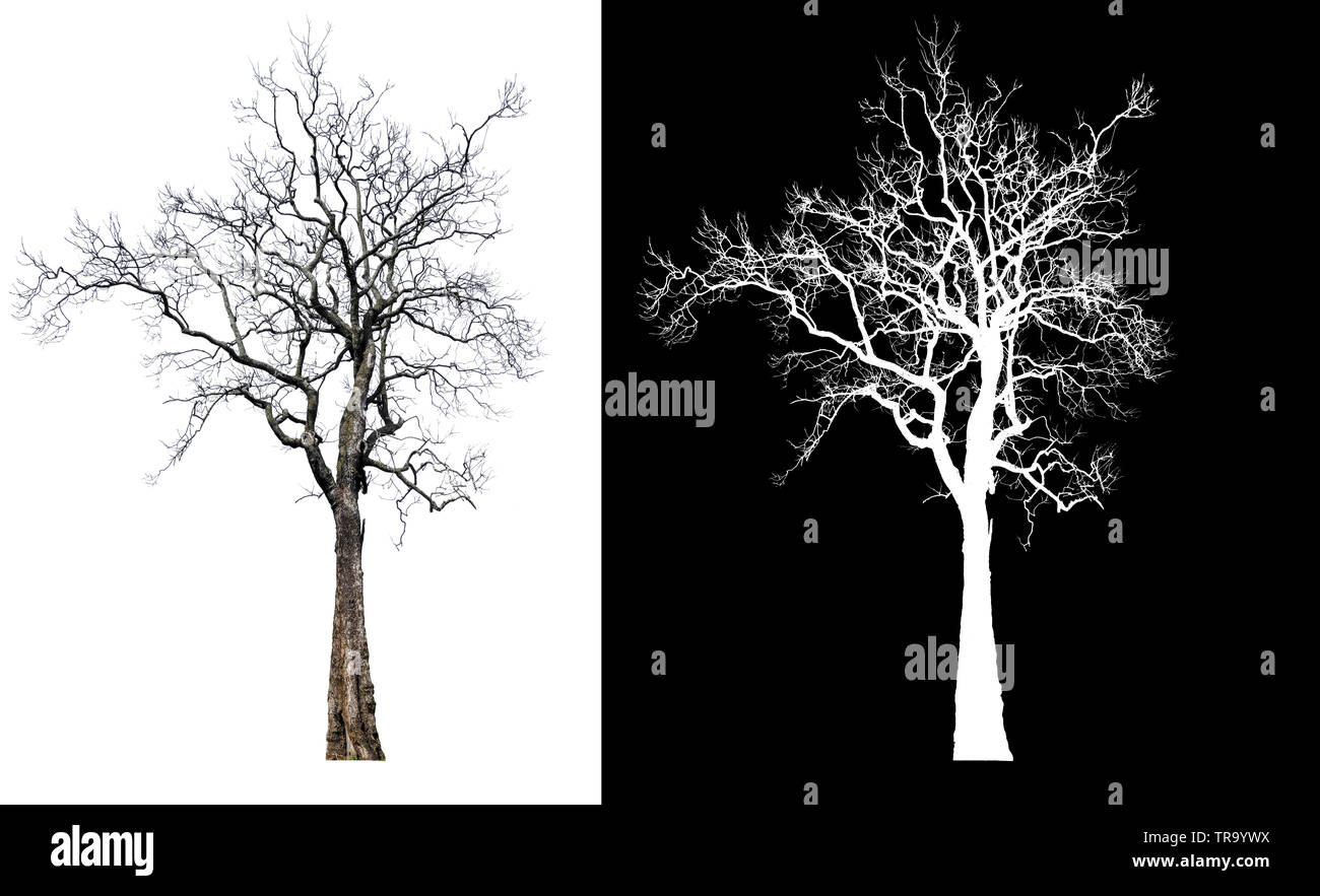 single tree without leaf with clipping path and alpha channel Stock ...