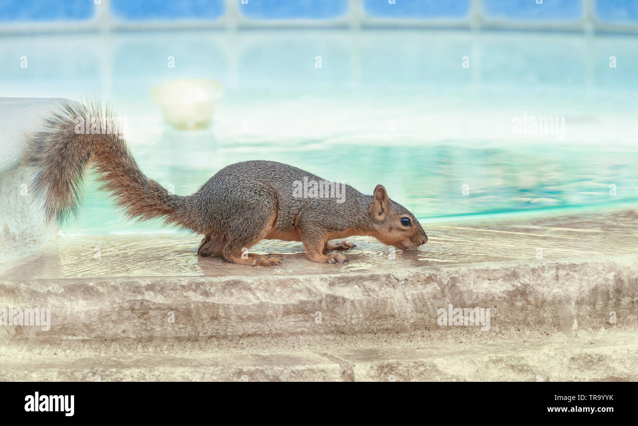 Swimming squirrel hi-res stock photography and images - Alamy
