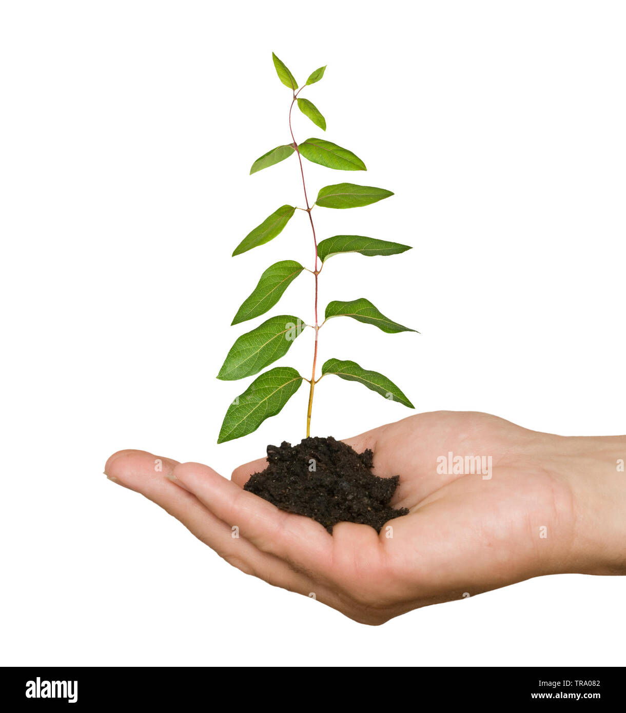 seedling in hand Stock Photo - Alamy