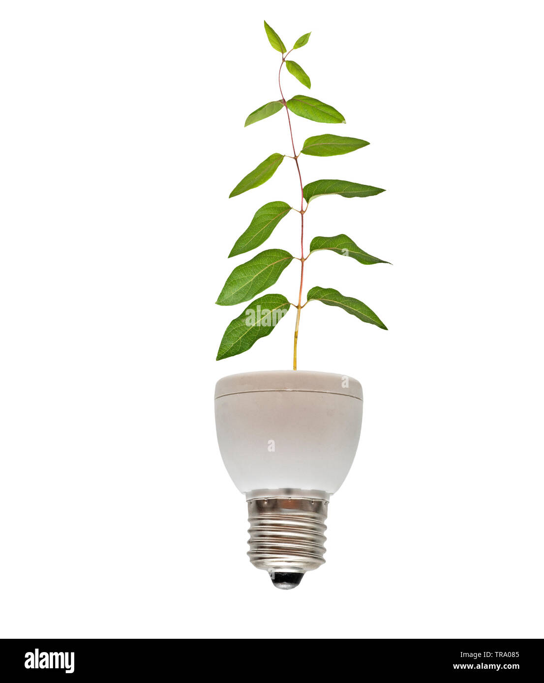 Tree growing from base of fluorescent lamp Stock Photo - Alamy Tree growing from base of fluorescent lamp Stock Photo - Alamy