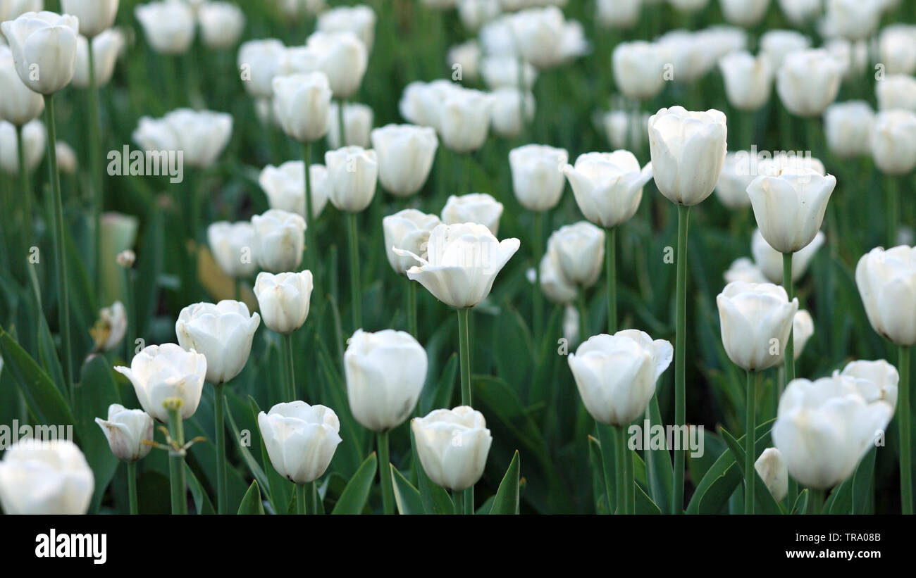 white tulip at spring Stock Photo - Alamy