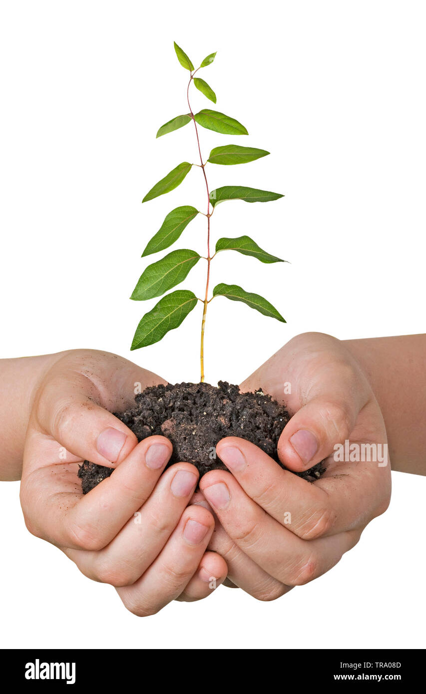 plant in hands Stock Photo - Alamy