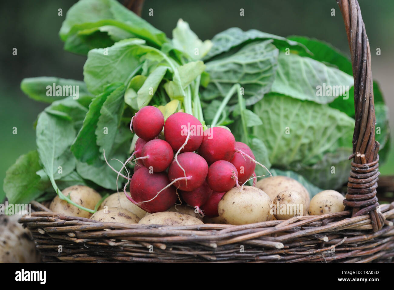Raddish basket hi-res stock photography and images - Alamy