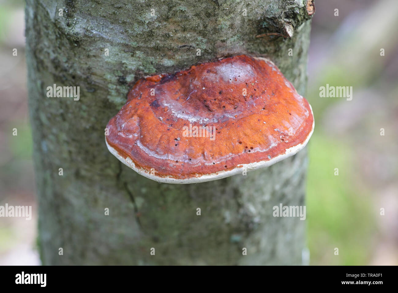 Red bracket fungus High Resolution Stock Photography and Images - Alamy