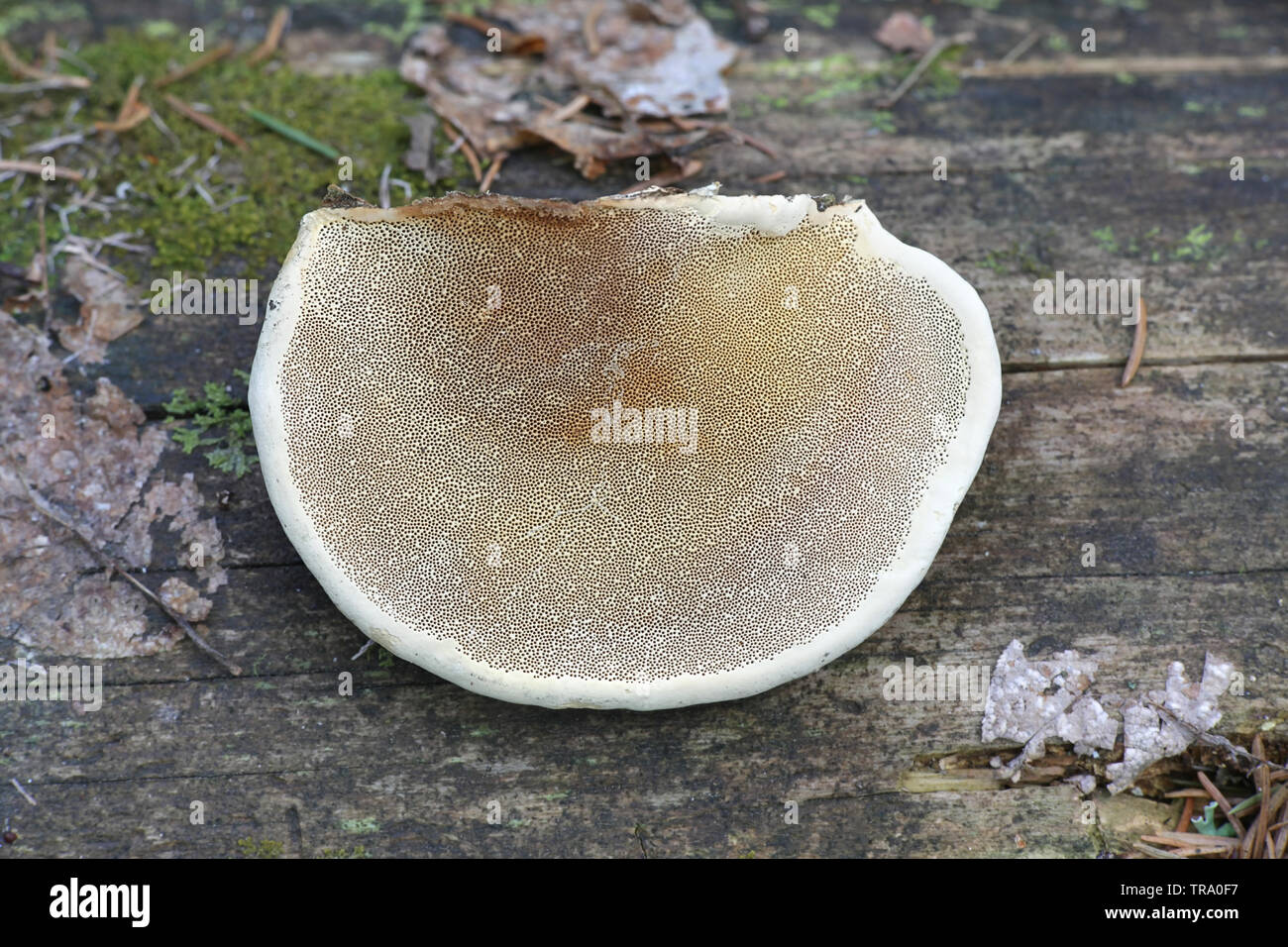 Fomitopsis pinicola, known as the red belt conk or red-belted bracket ...
