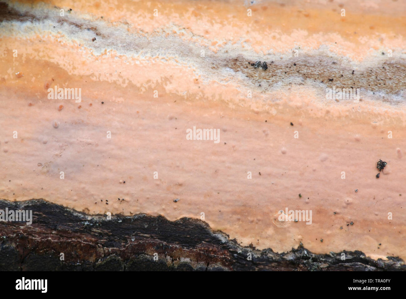 Rosy crust fungus hi-res stock photography and images - Alamy