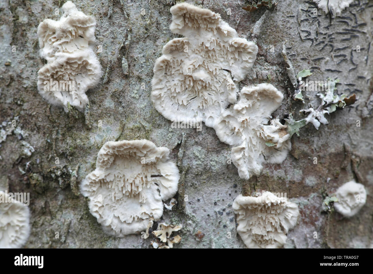 Irpex lacteus, known as the Milk-white Toothed Polypore, studied for ...