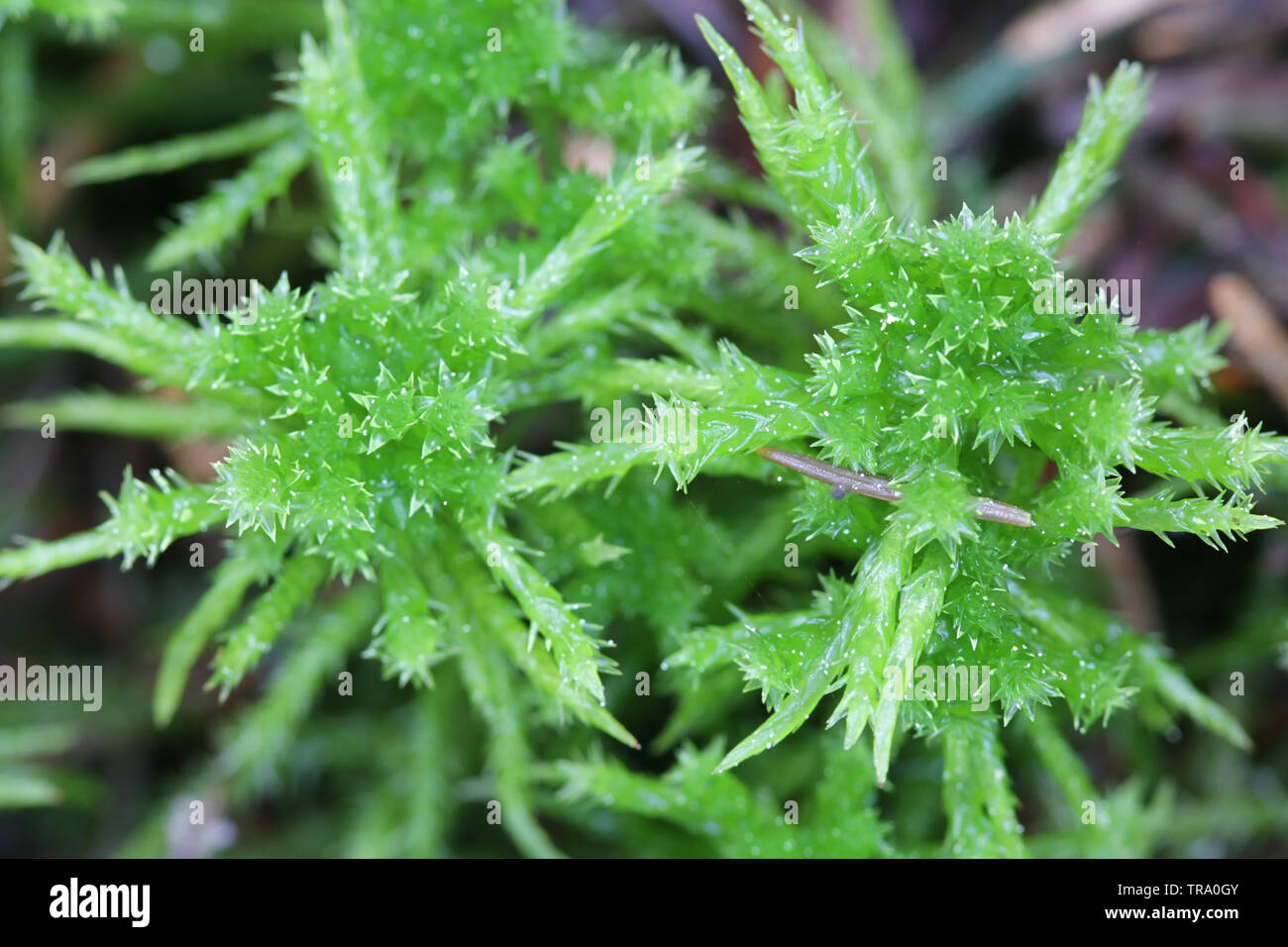 Sphagnum squarrosum, commonly known as the spiky bog-moss or spreading ...