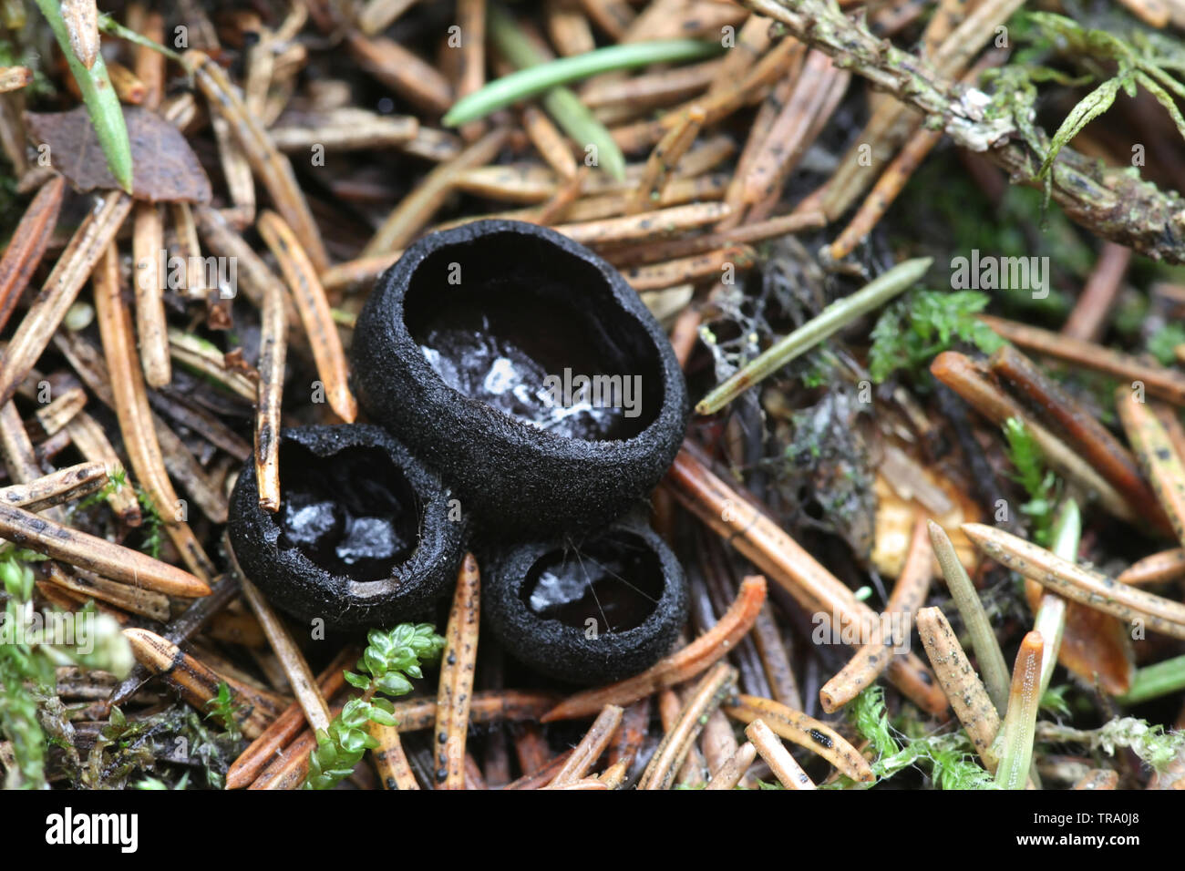 Ebony forest hi-res stock photography and images - Alamy