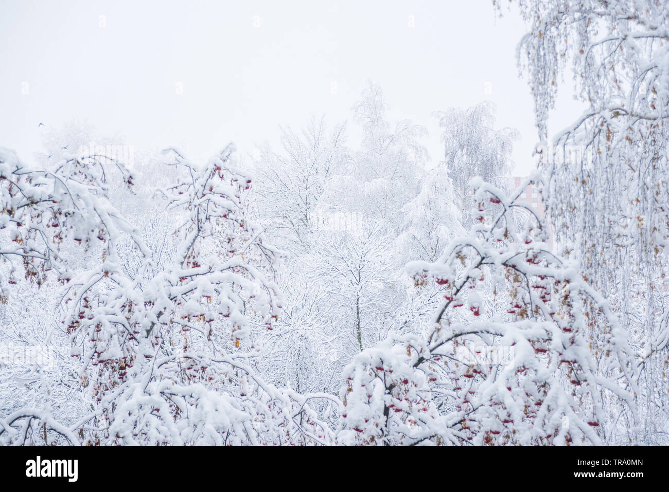 Trees in a winter park covered with white fluffy snow Stock Photo - Alamy