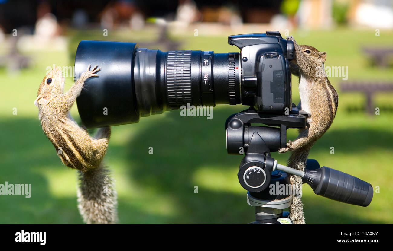 Chipmunk and model hi-res stock photography and images - Alamy