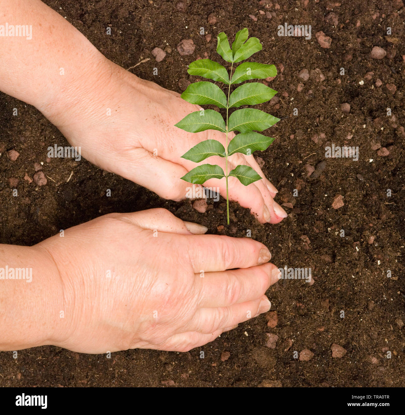 Planting a tree Stock Photo - Alamy