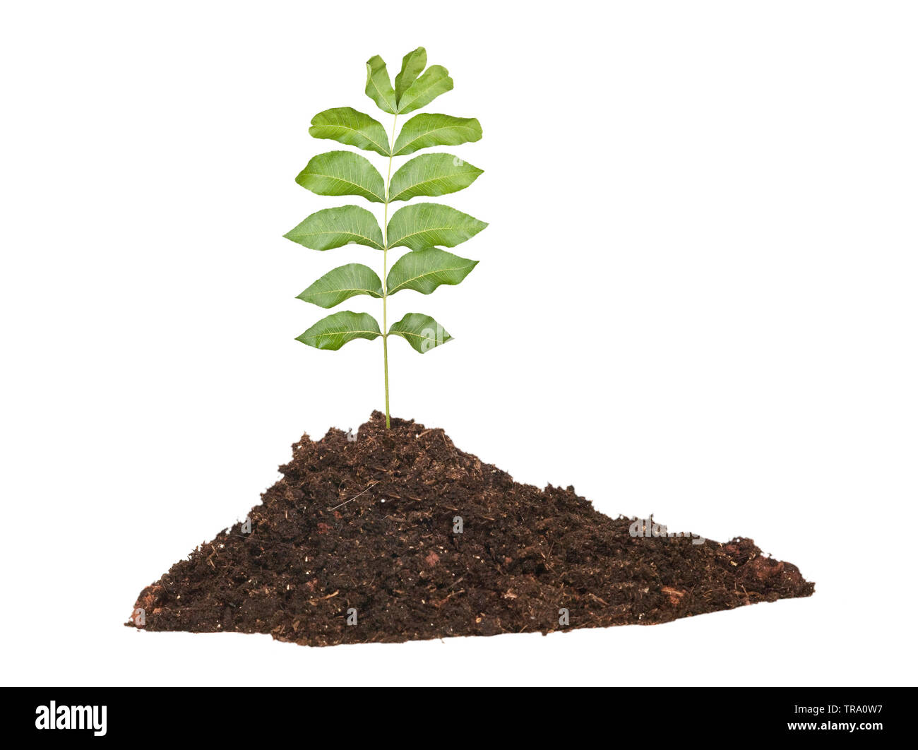 Tree seedling growing from soil Stock Photo - Alamy