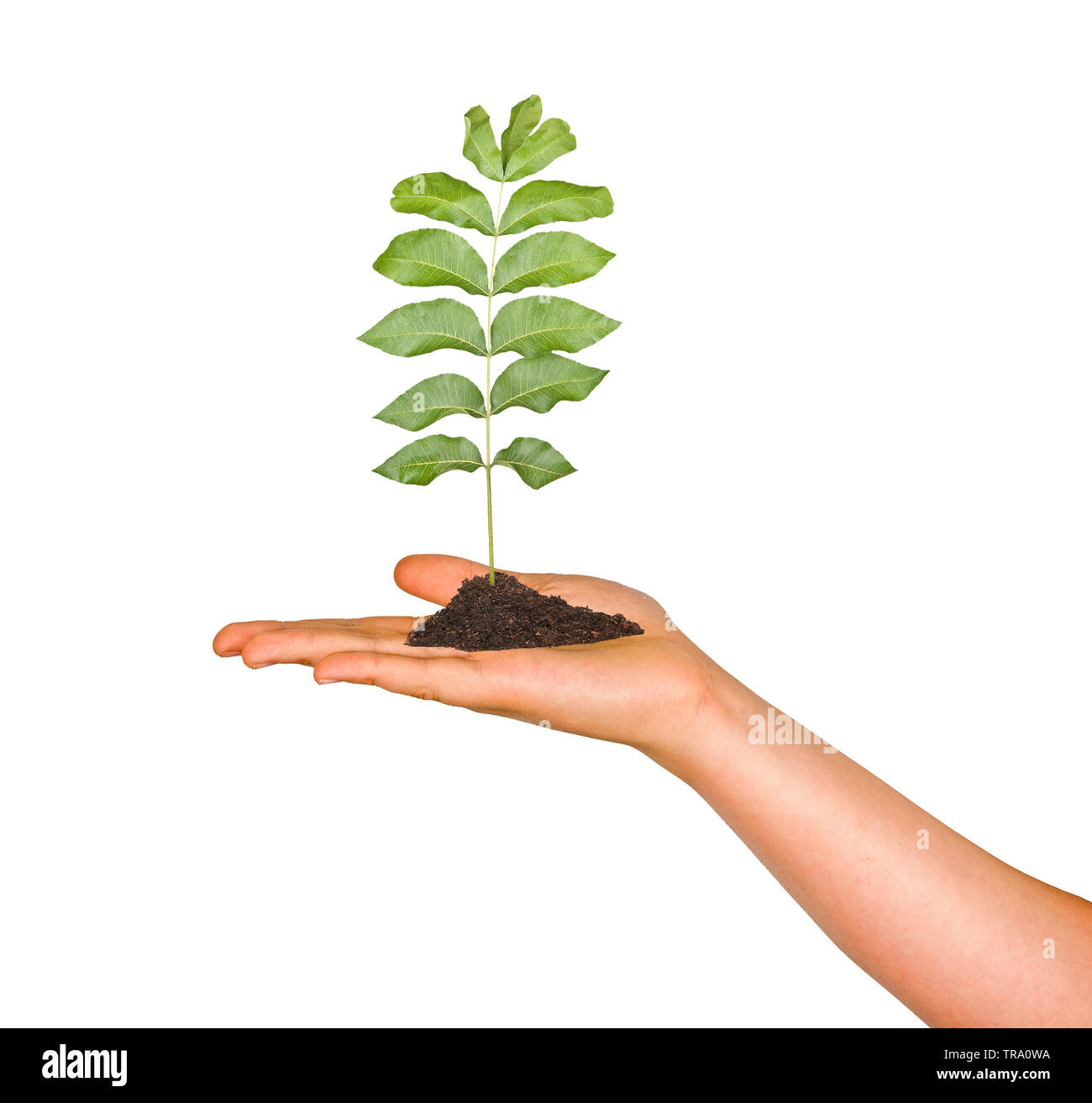 Palm with a sapling Stock Photo - Alamy