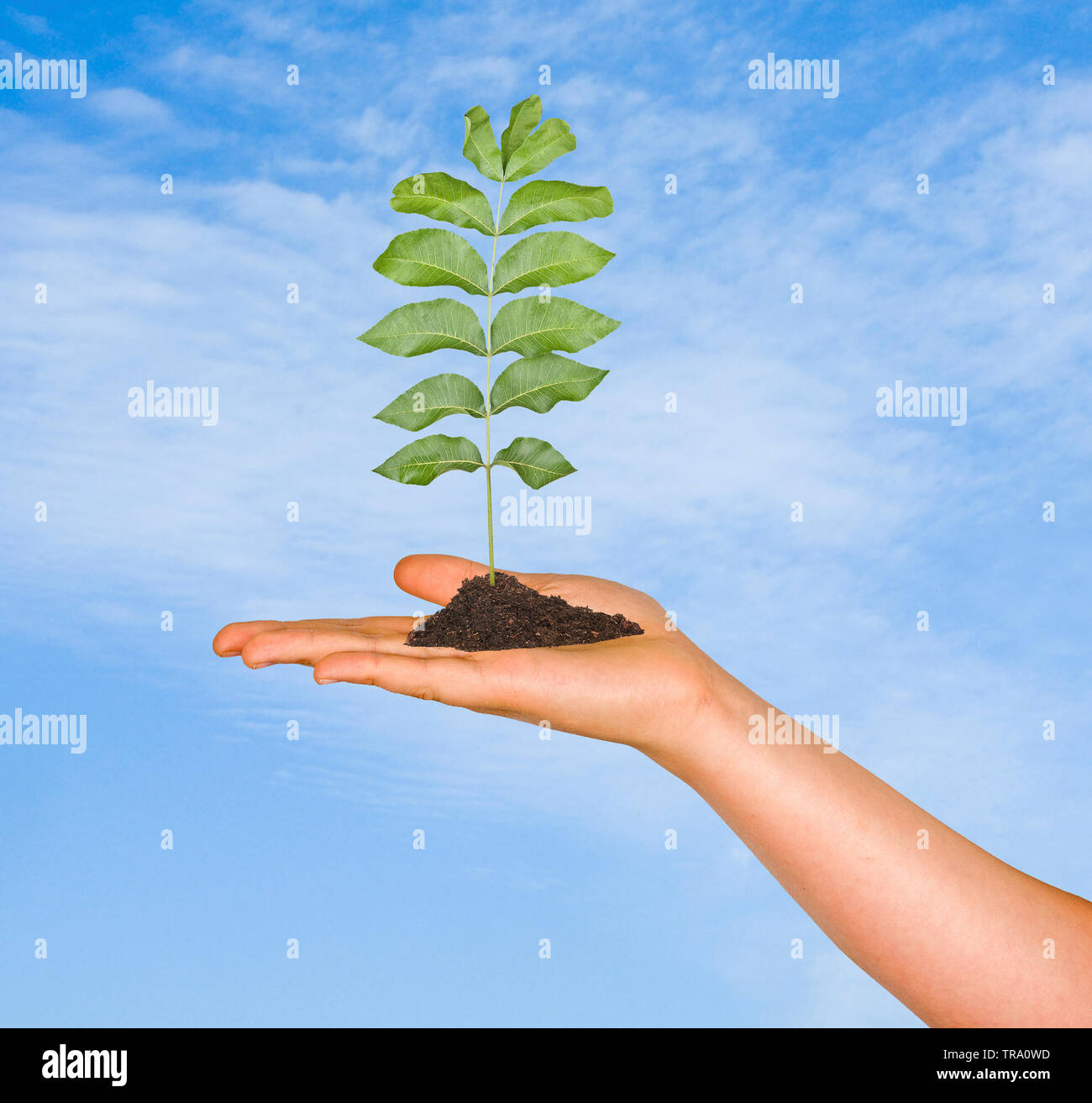 A sapling in hand as a symbol of nature protection Stock Photo - Alamy