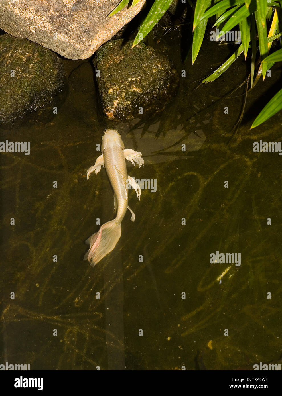 White beautiful fish with large fins in the water. Nature of Thailand ...