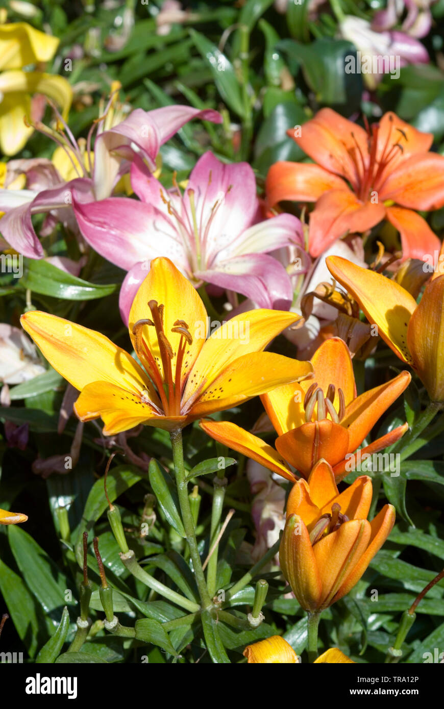 Asiatic lilies garden hi-res stock photography and images - Alamy