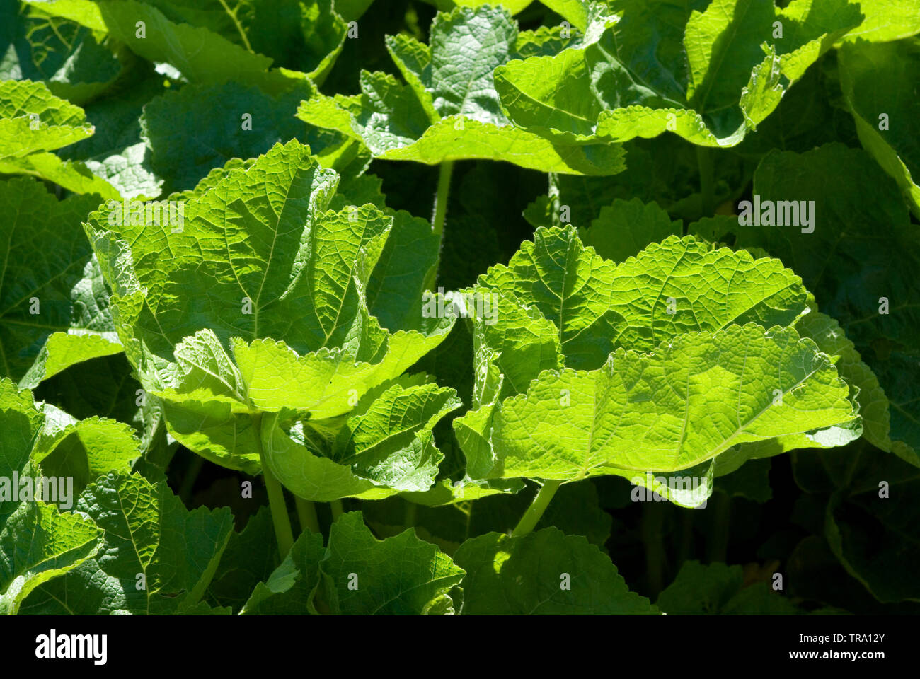 Backlit leaves hi-res stock photography and images - Alamy