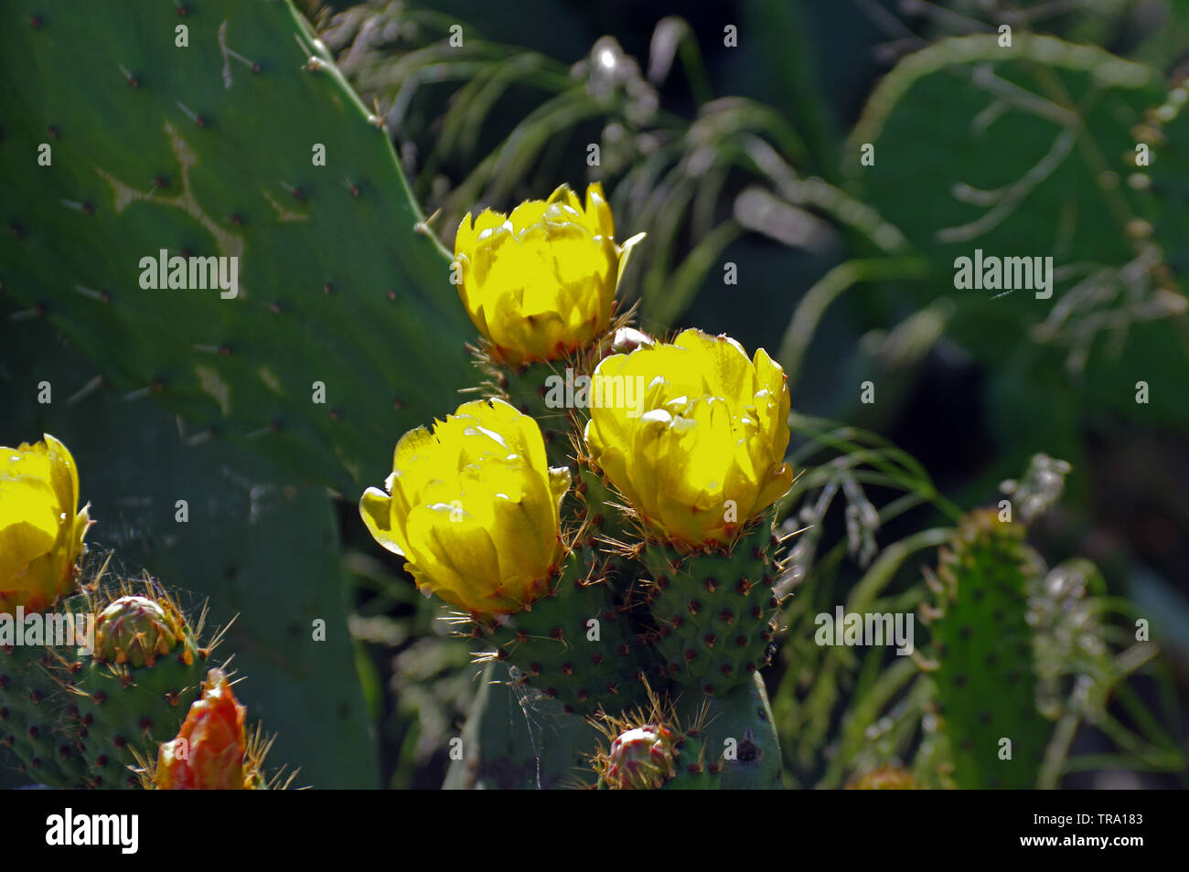 Ficus indica flowering close-up Stock Photo - Alamy