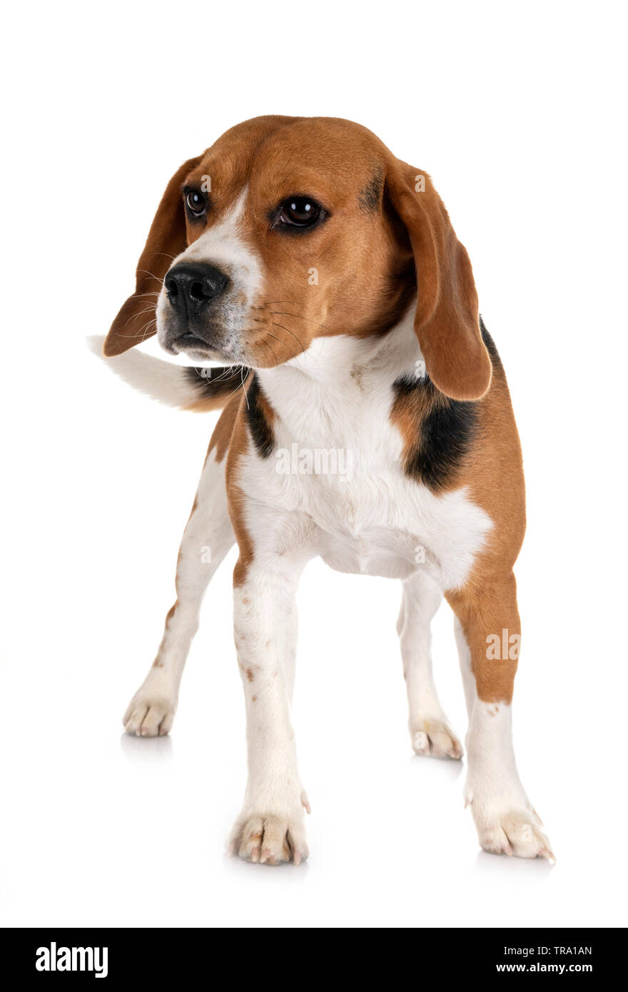 young beagle in front of white background Stock Photo - Alamy