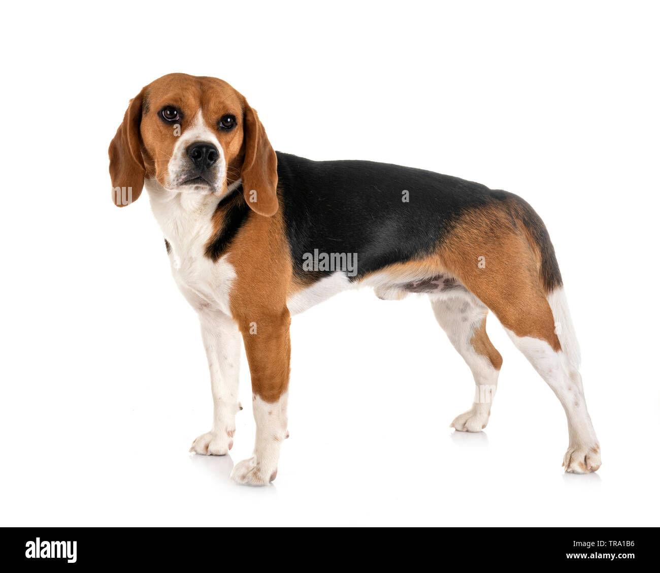 young beagle in front of white background Stock Photo - Alamy