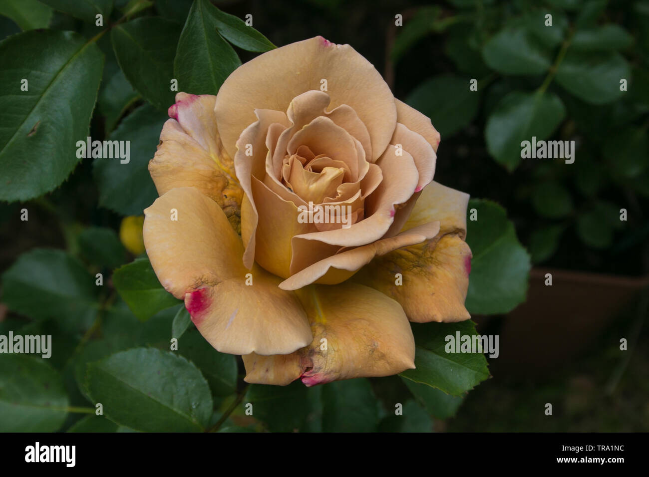Precious love rose hi-res stock photography and images - Alamy