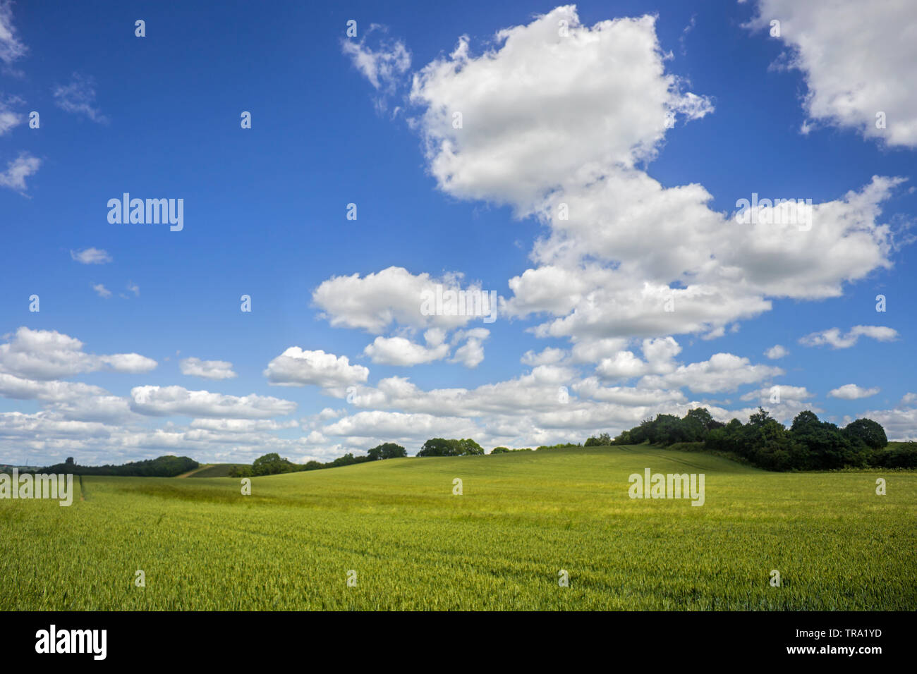 Landscape image of fields of ripening wheat or corn stretching into the ...