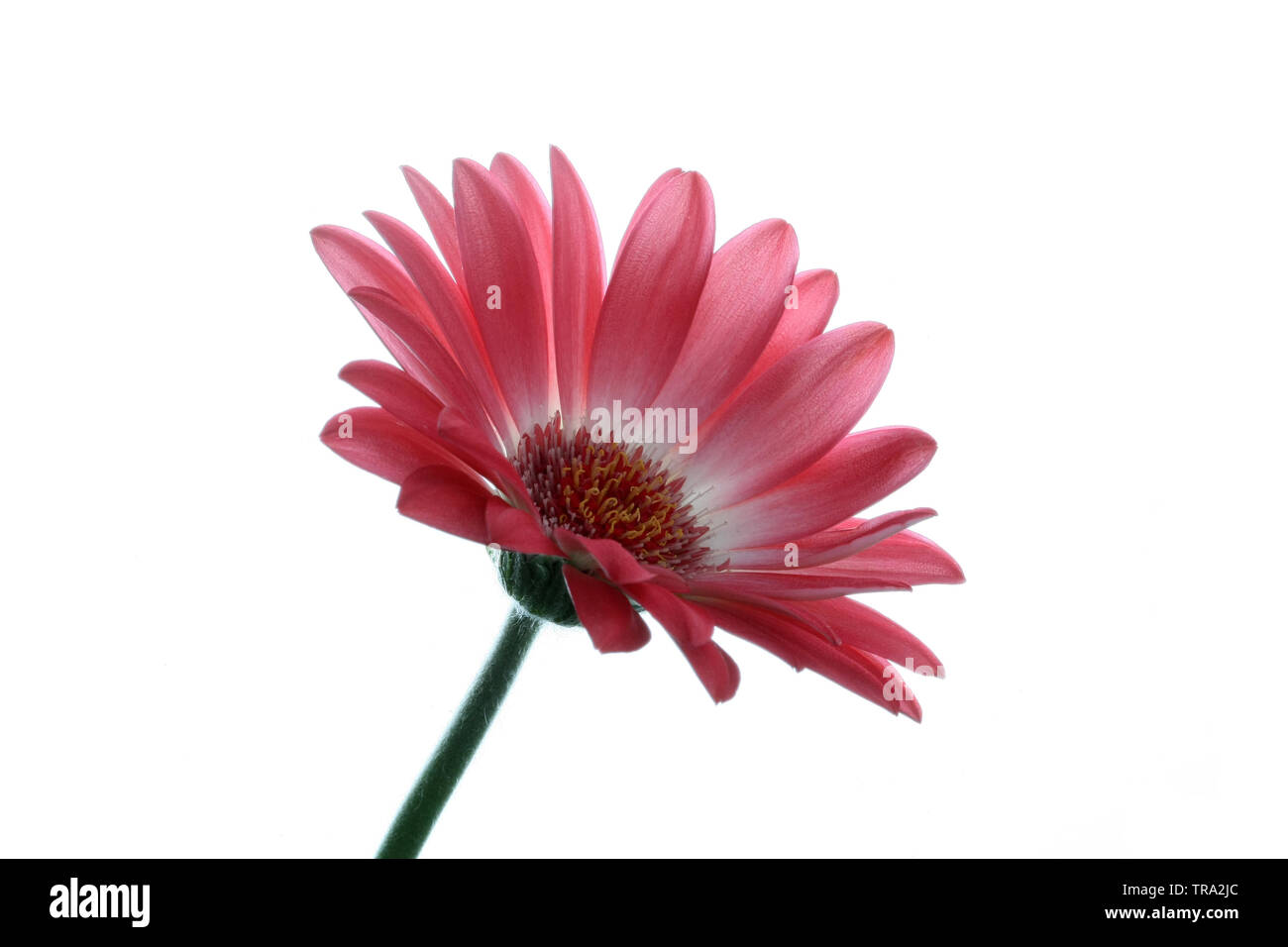 Single Gerbera flower head on a stem against a white background Stock ...