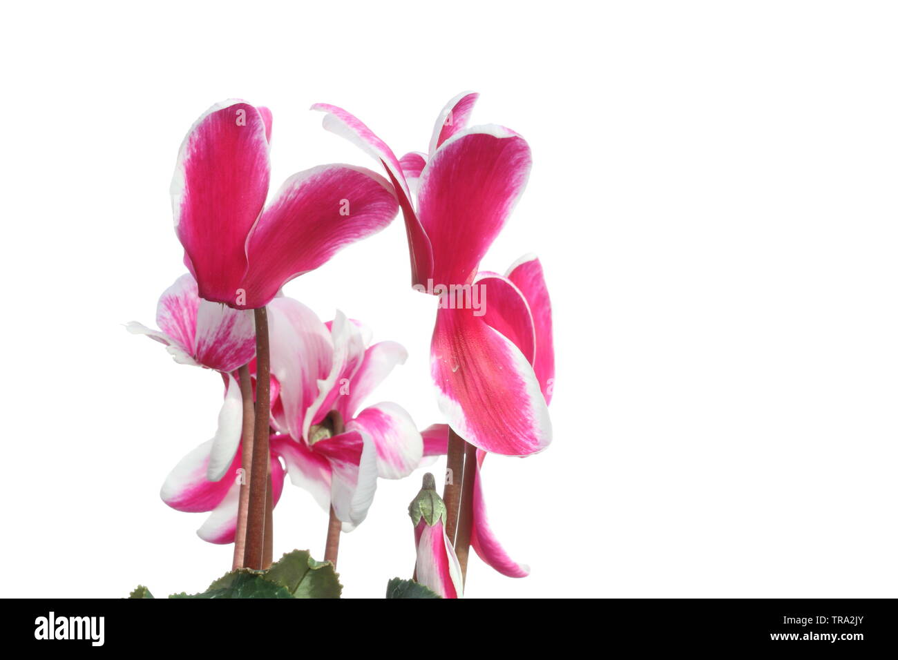 Pink indoor cyclamen flower heads against a white background Stock ...