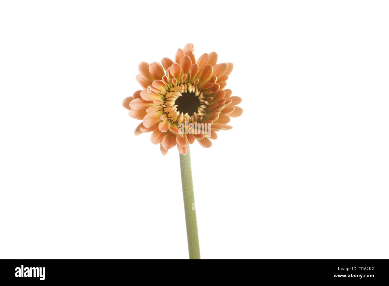 Single Gerbera flower head on a stem against a white background Stock ...