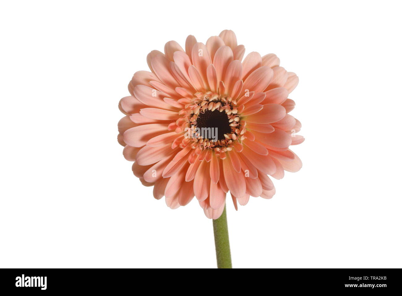 Single Gerbera flower head on a stem against a white background Stock ...