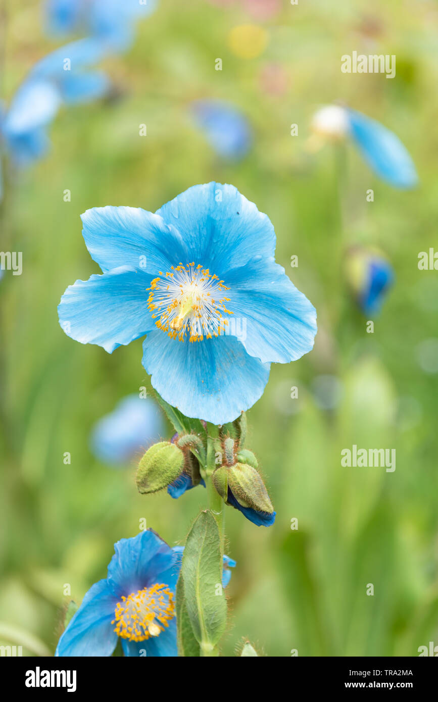 Hardy perennial poppies hi-res stock photography and images - Alamy