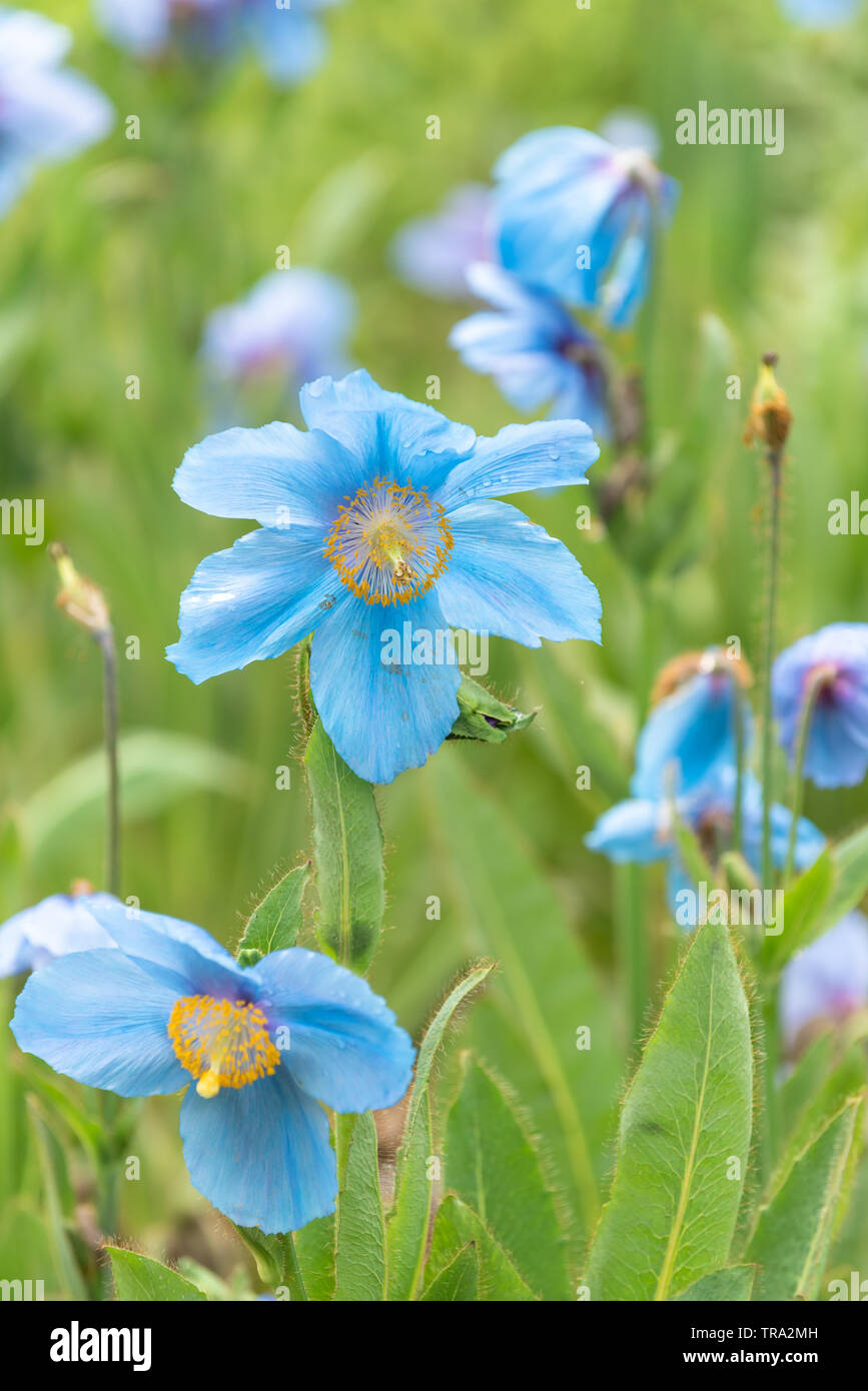 Blue poppies hi-res stock photography and images - Alamy