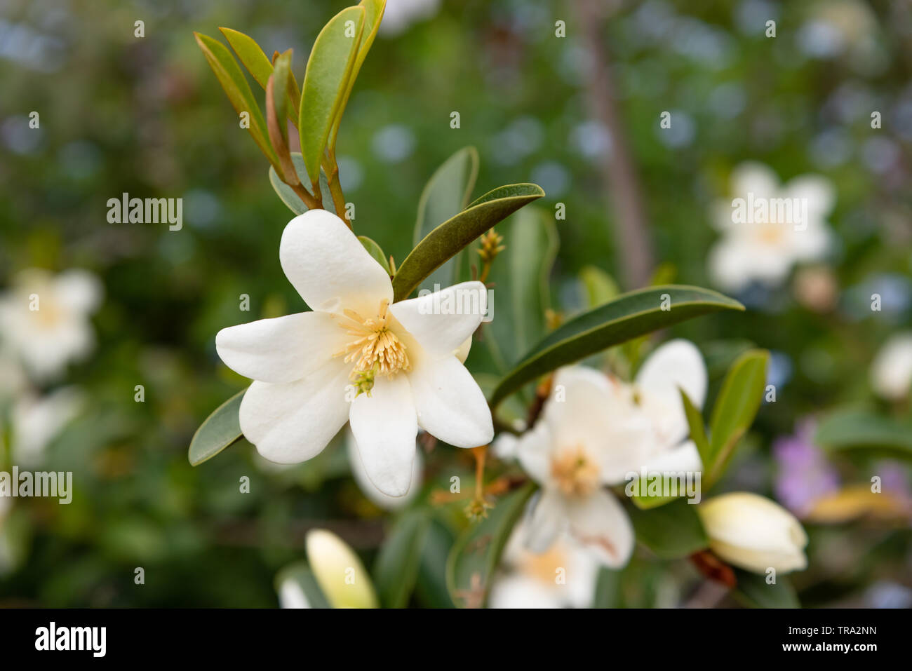 Magnolia laevifolia, Michelia yunnanensis Stock Photo - Alamy