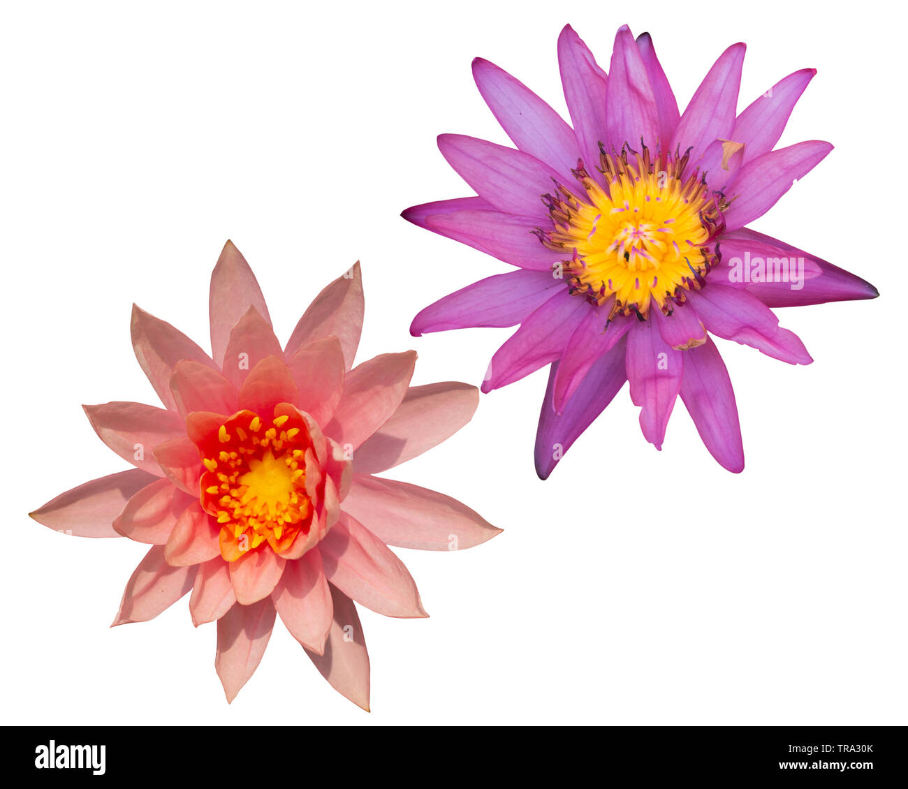 Two Lotus on white background Stock Photo - Alamy