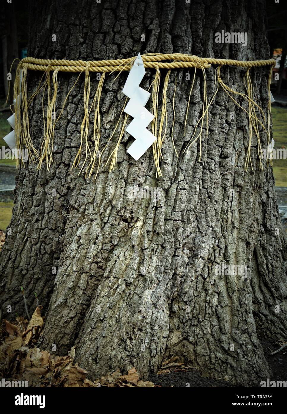 Shide on Shimenawa around a Yorishiro tree in a Japanese Shinto Shrine ...