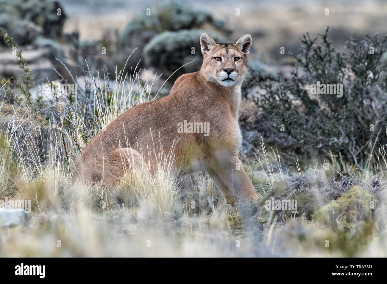 Puma (Felis concolor), Torres del Paine NP, Chile Stock Photo - Alamy