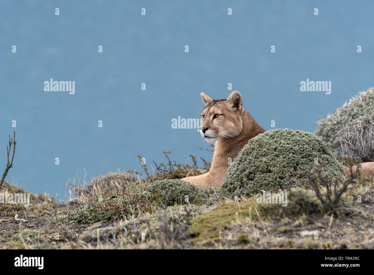Puma (Felis concolor), Torres del Paine NP, Chile Stock Photo - Alamy