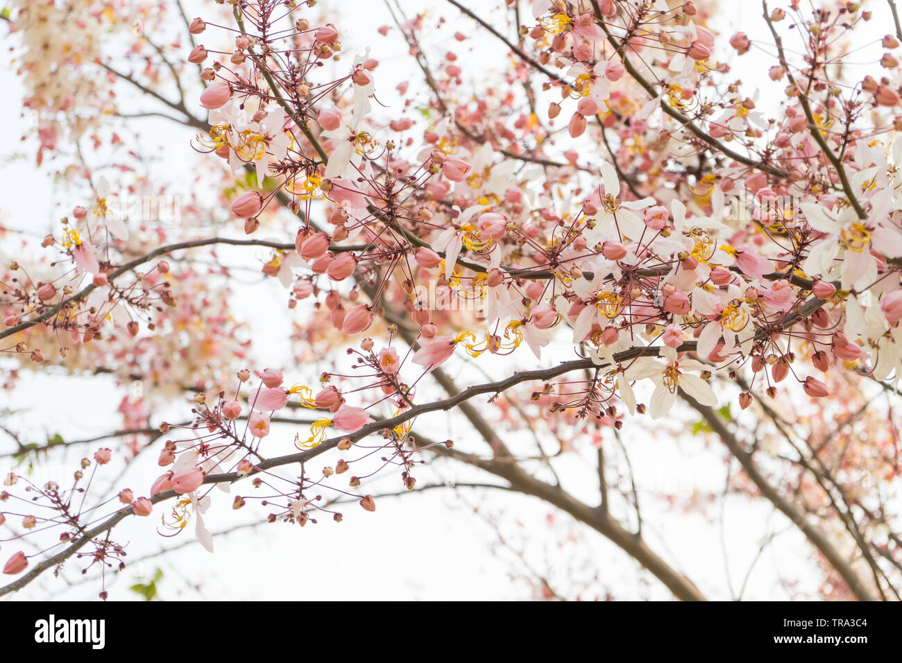 Wishing tree, pink shower, cassia bakeriana craib. Thailand Stock Photo ...