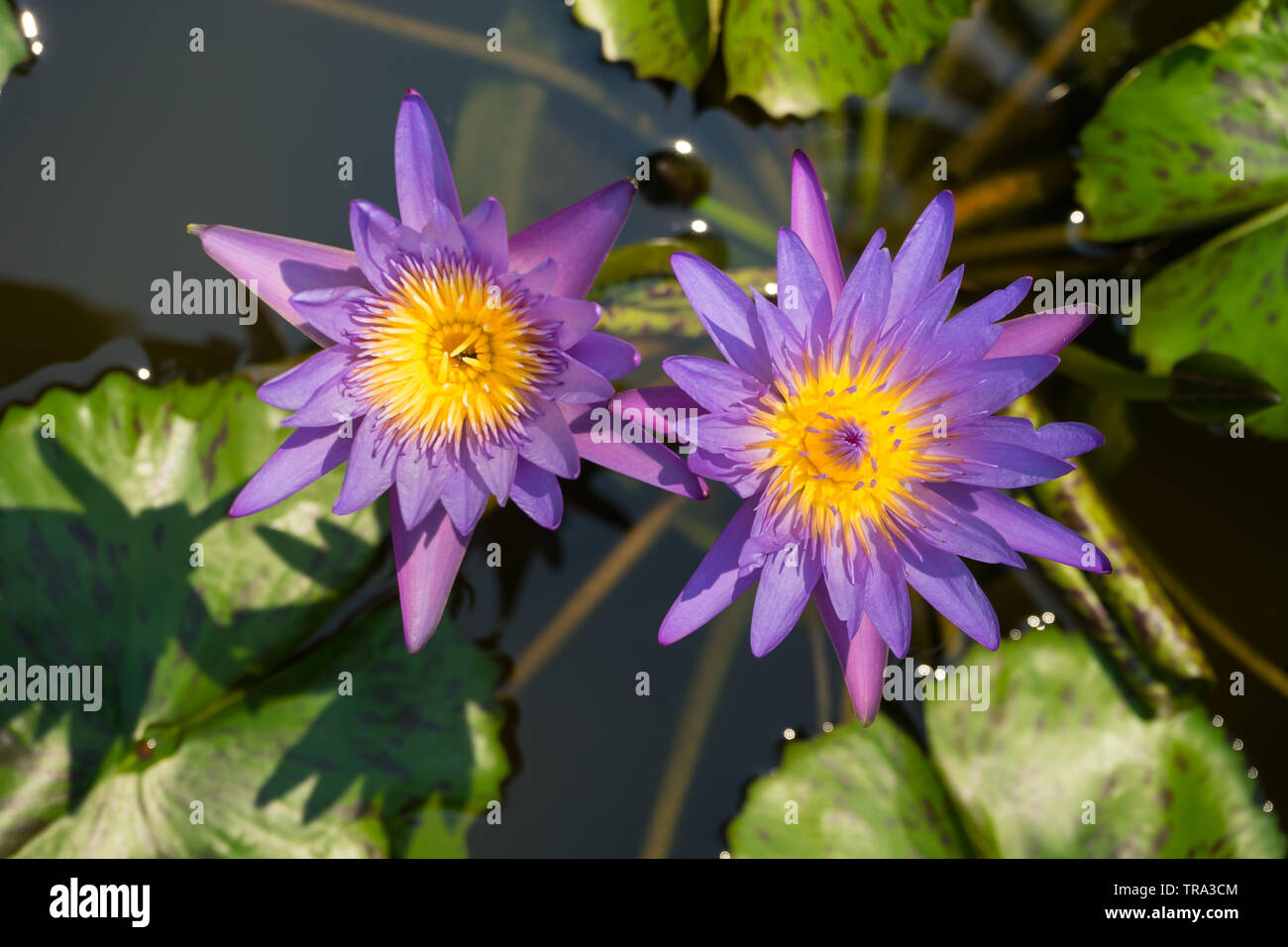 Twin Lotus purple on green leaf Stock Photo - Alamy